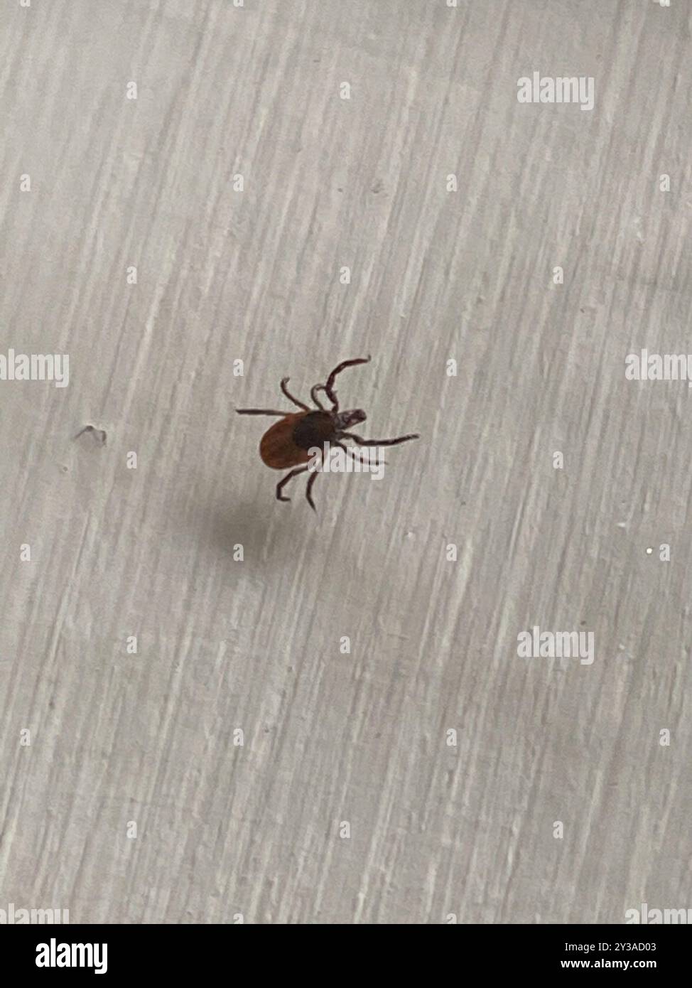 Eastern Black-legged Tick (Ixodes scapularis) Arachnida Stock Photo - Alamy