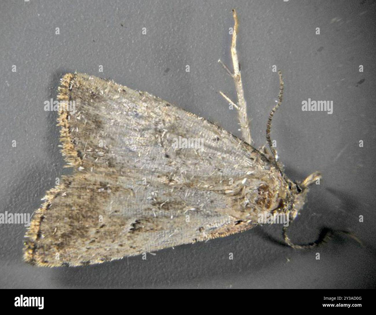 Broken-lined Hypenodes Moth (Hypenodes fractilinea) Insecta Stock Photo ...