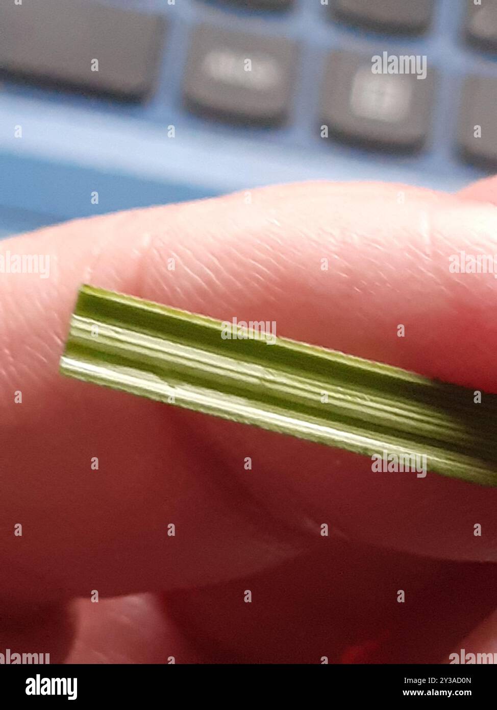 True Fox-sedge (Carex vulpina) Plantae Stock Photo - Alamy