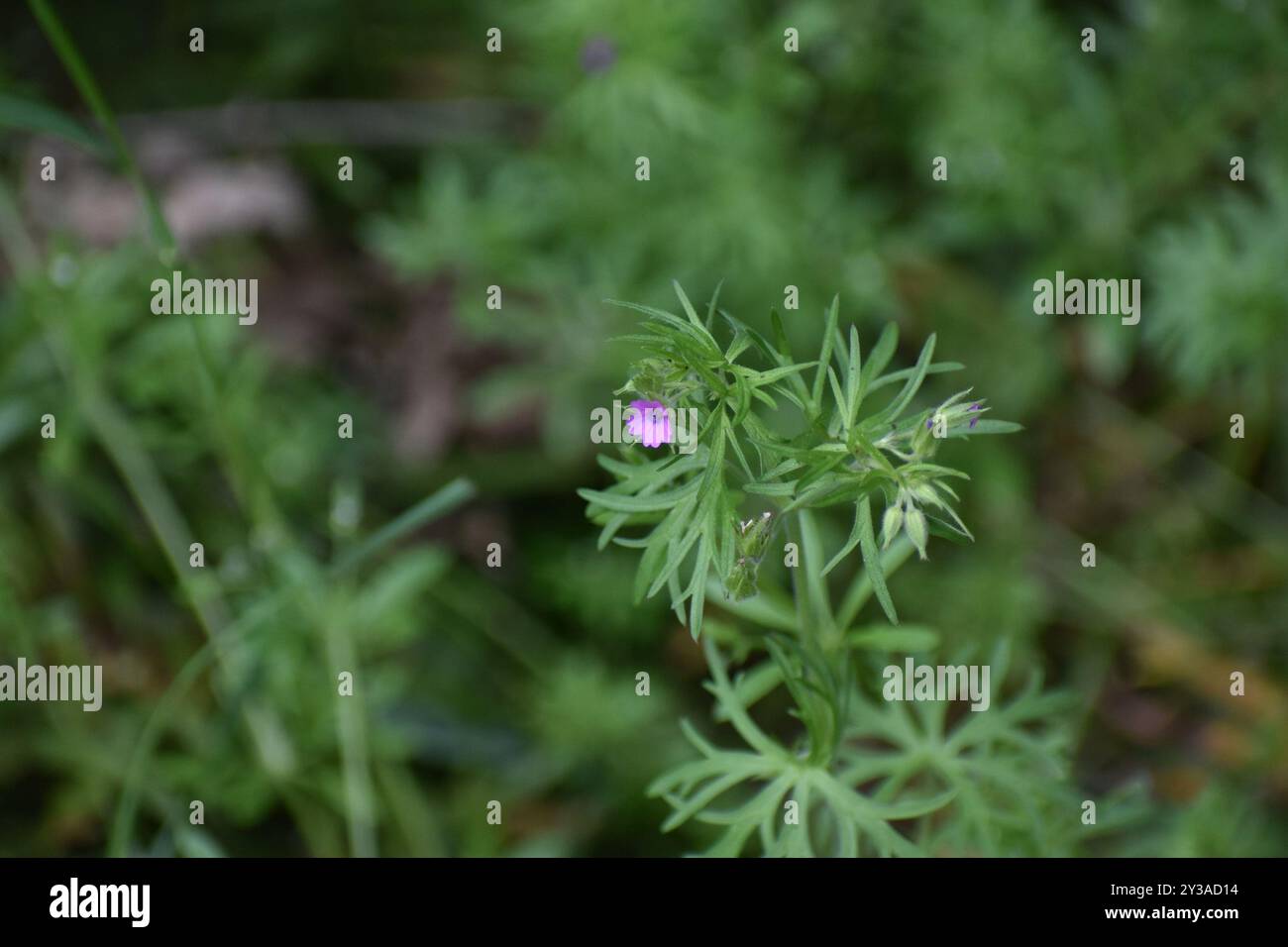 Cut-leaved crane's-bill (Geranium dissectum) Plantae Stock Photo - Alamy