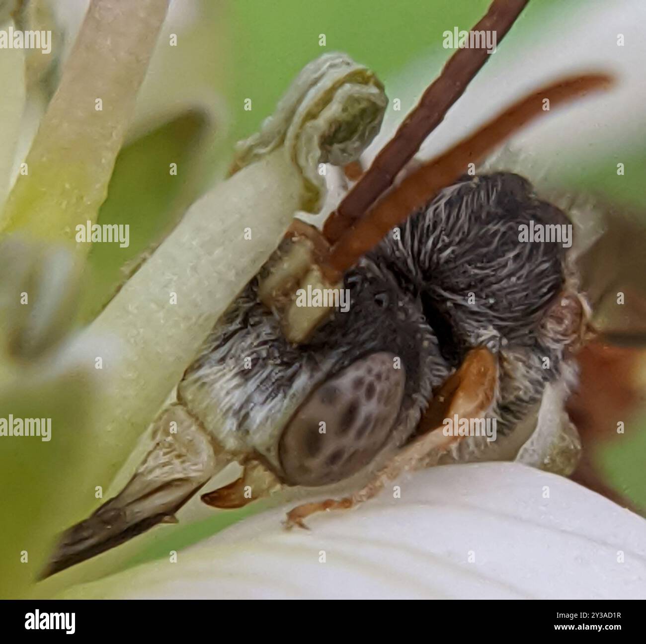 Nomad Bees (Nomada) Insecta Stock Photo - Alamy