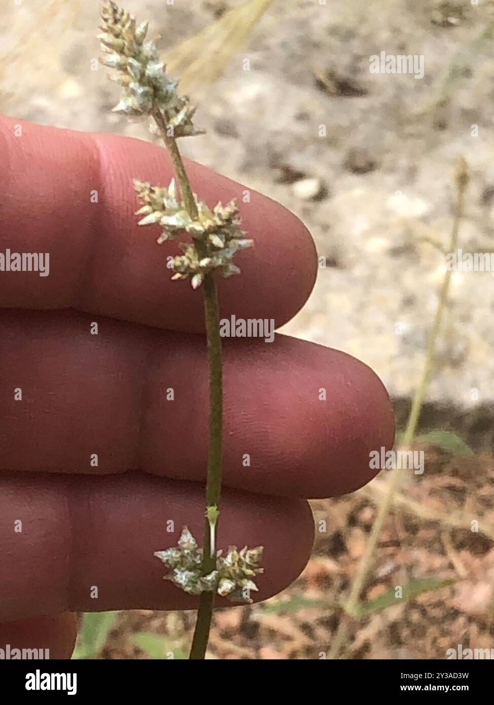 snakecotton (Froelichia) Plantae Stock Photo - Alamy