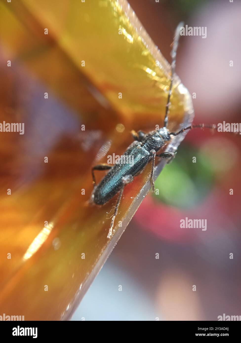 Tanbark Borer (Phymatodes testaceus) Insecta Stock Photo - Alamy