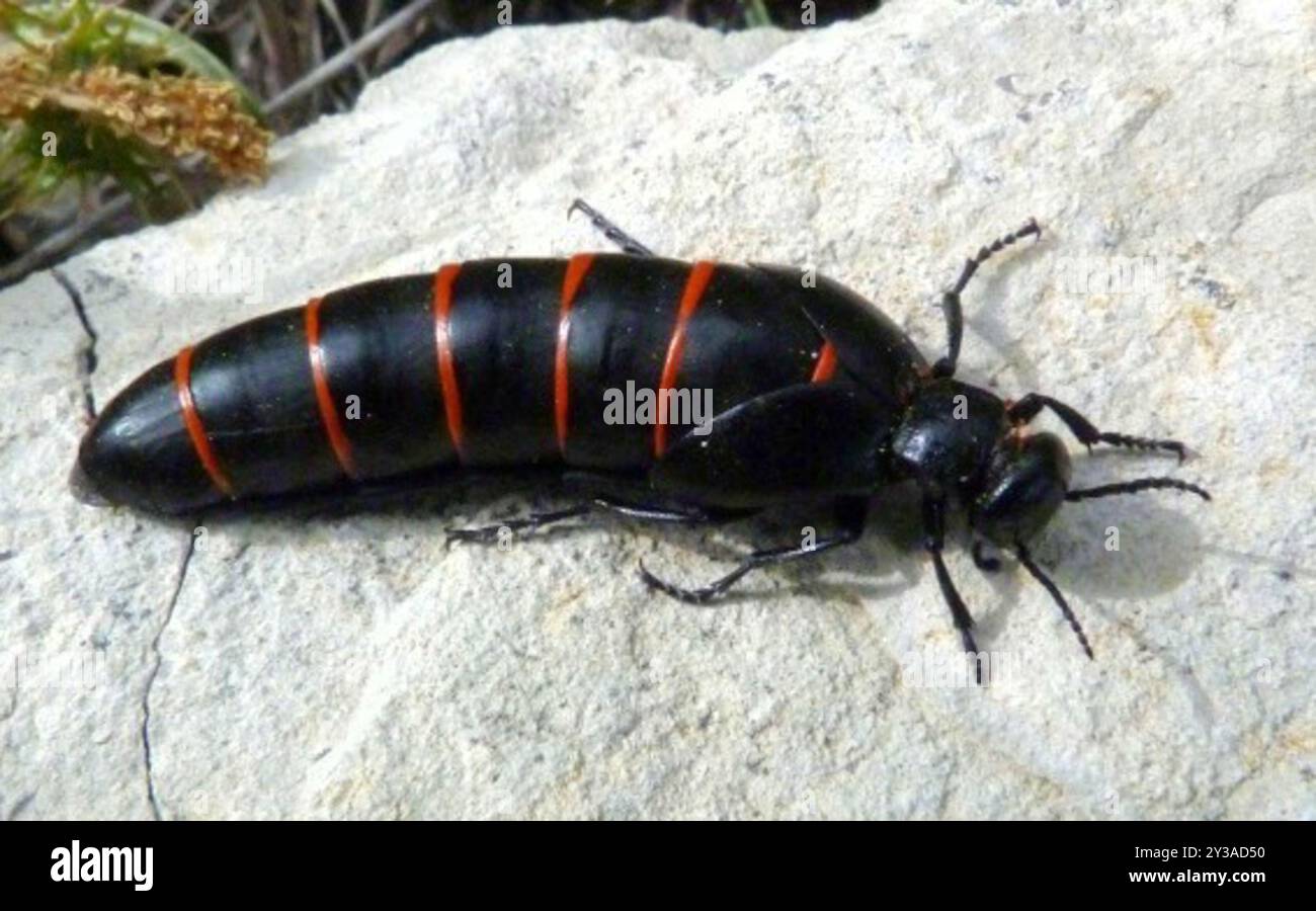 Red-striped Oil Beetle (Berberomeloe majalis) Insecta Stock Photo - Alamy
