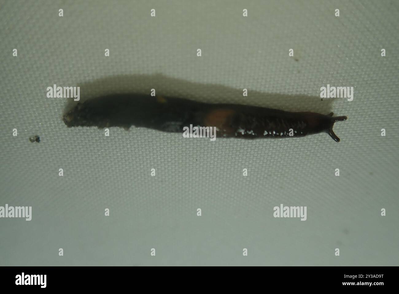 Smooth Land Slugs (Deroceras) Mollusca Stock Photo - Alamy