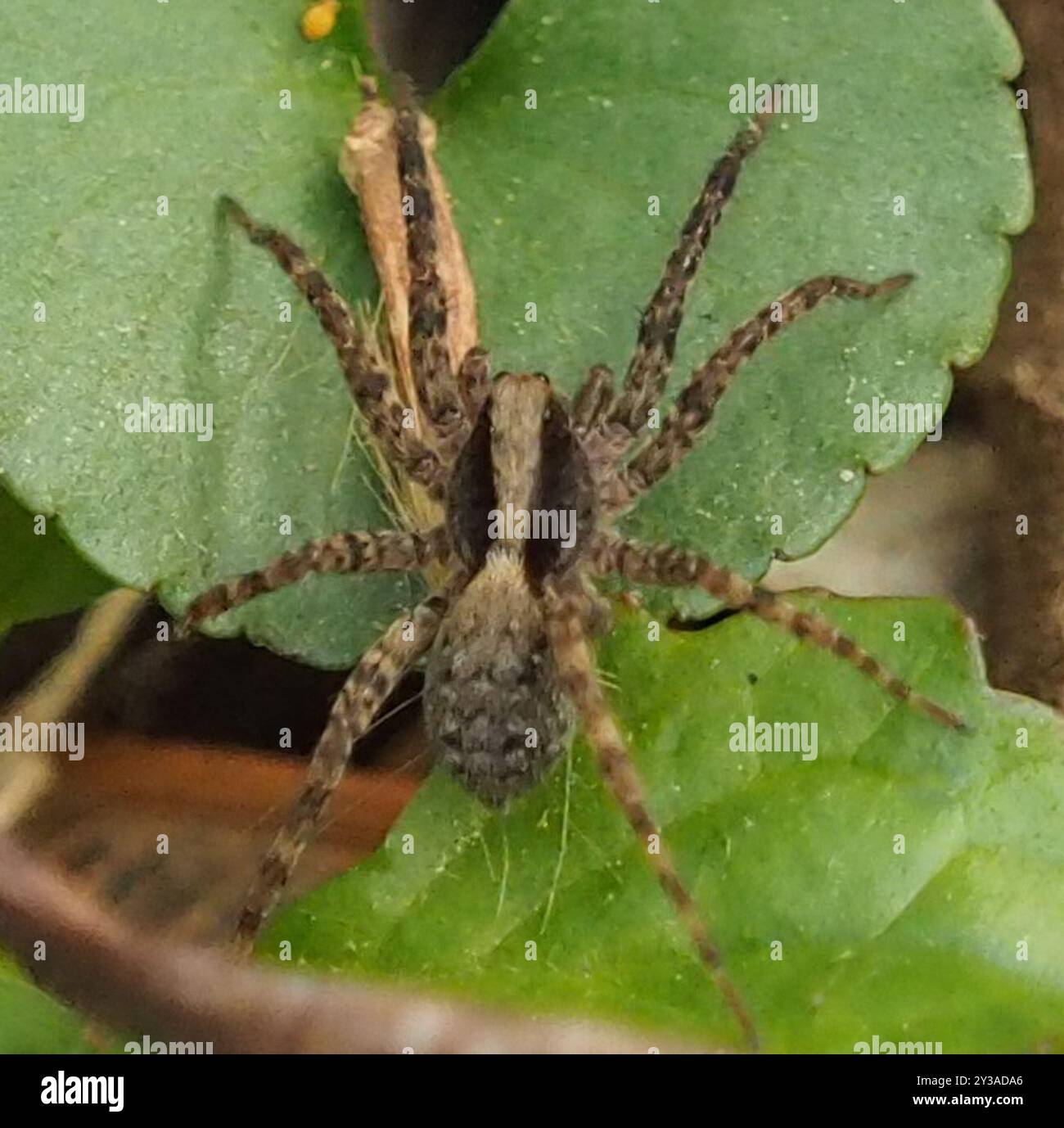 Thin-legged Wolf Spiders (Pardosa) Arachnida Stock Photo - Alamy