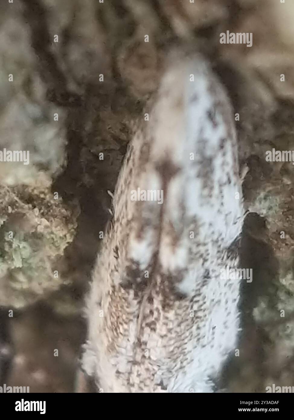 White Stripe-backed Moth (Arogalea cristifasciella) Insecta Stock Photo ...