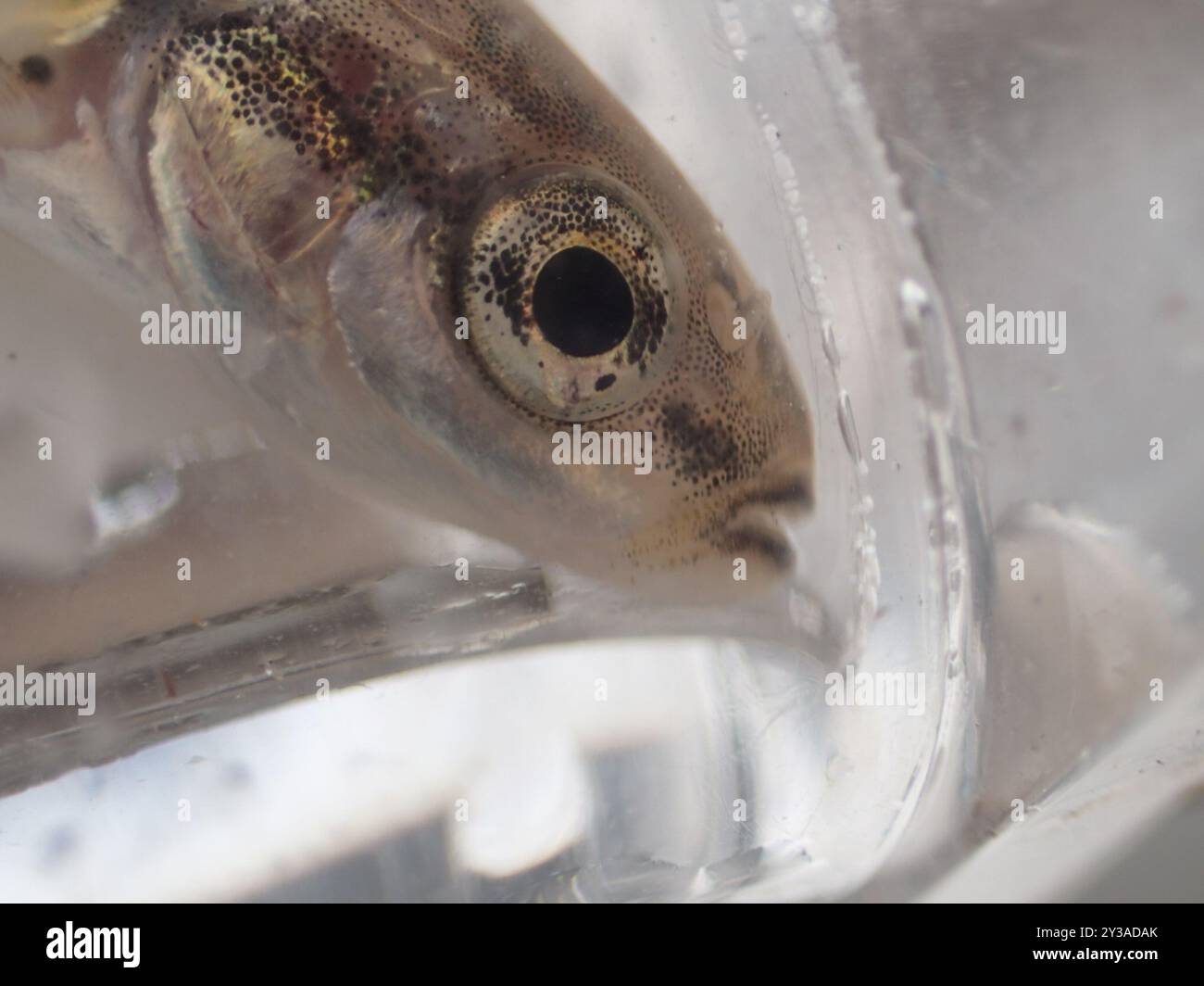 Redbelly Daces and Allies (Chrosomus) Actinopterygii Stock Photo - Alamy