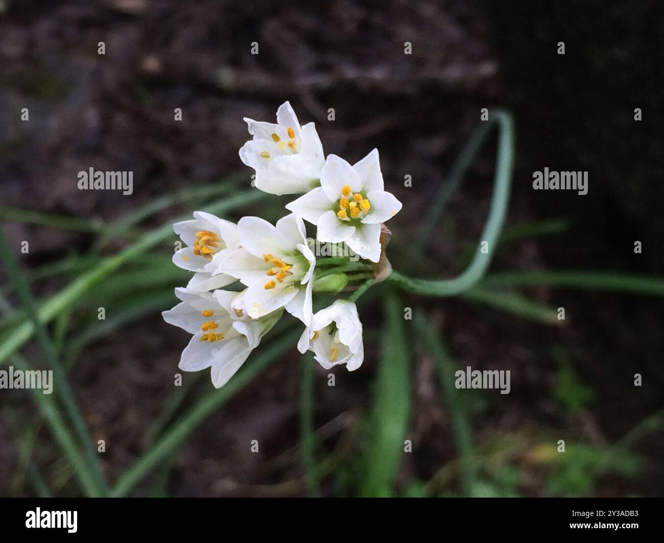 Onion Weed (Nothoscordum gracile) Plantae Stock Photo - Alamy