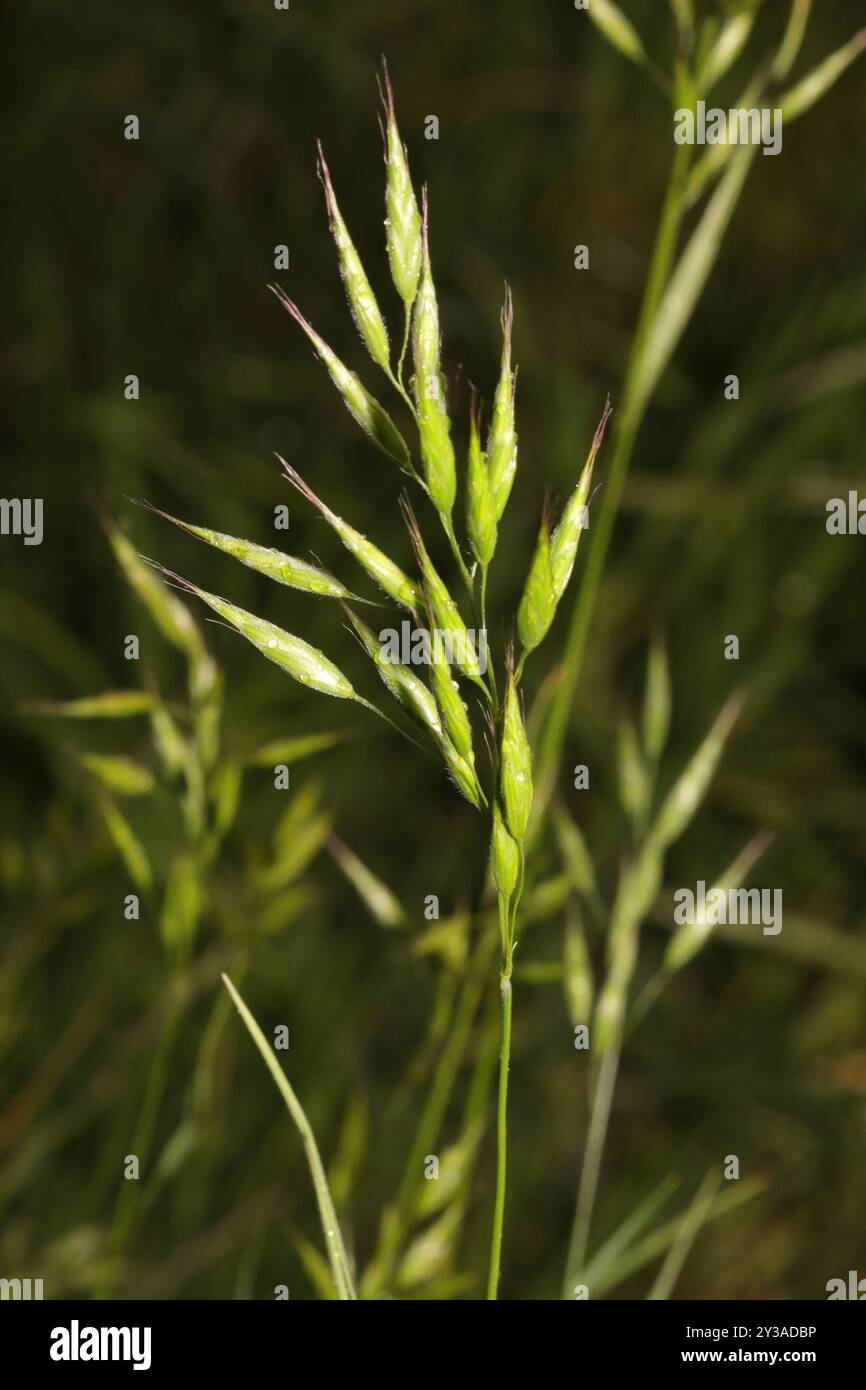 common soft brome (Bromus hordeaceus) Plantae Stock Photo - Alamy