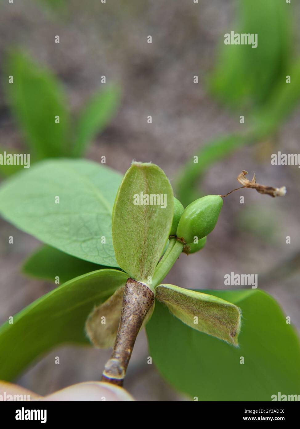 eastern leatherwood (Dirca palustris) Plantae Stock Photo - Alamy