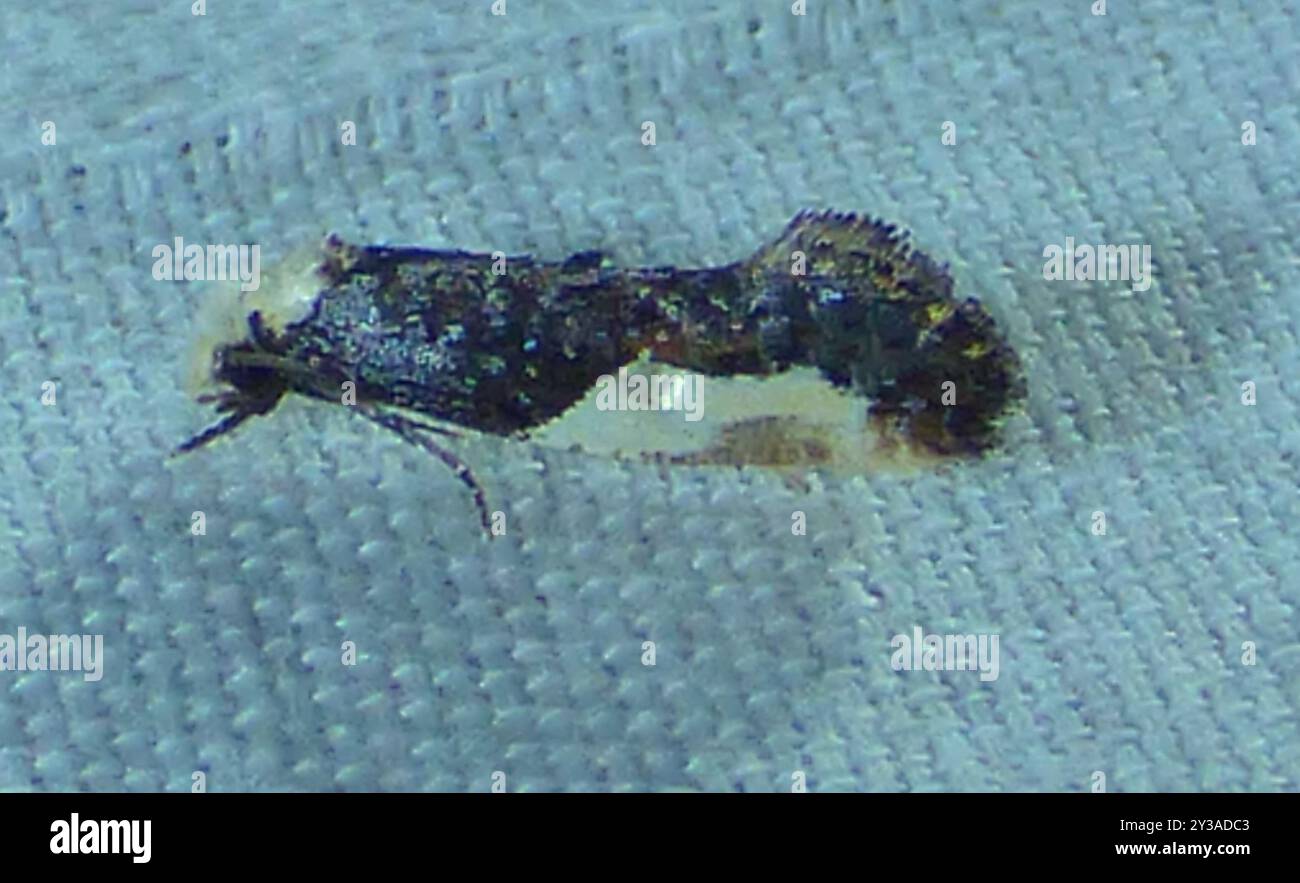 Pavlovski's Monopis Moth (Monopis longella) Insecta Stock Photo - Alamy