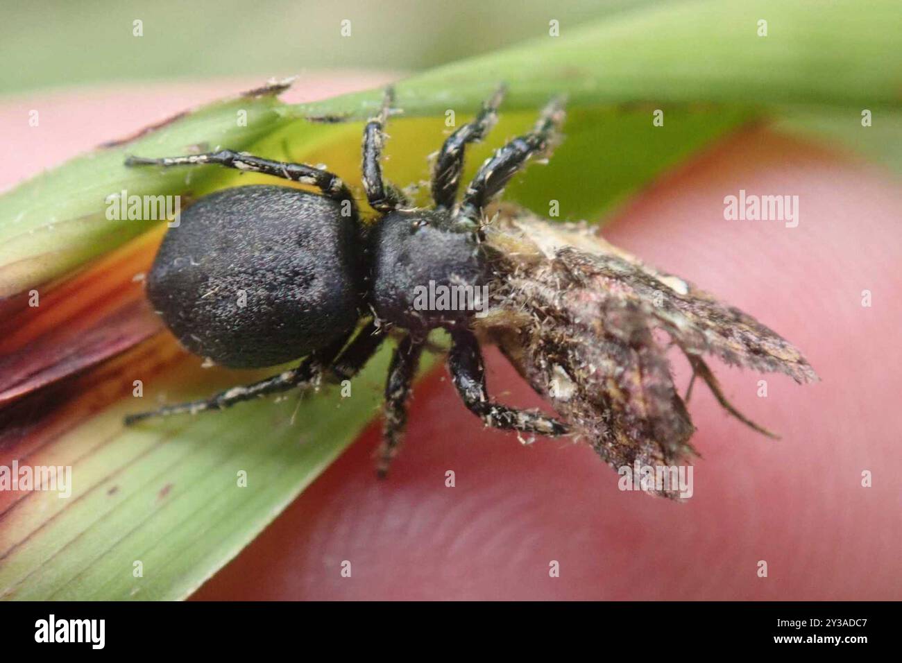 Sun Jumping Spiders (Heliophanus) Arachnida Stock Photo - Alamy