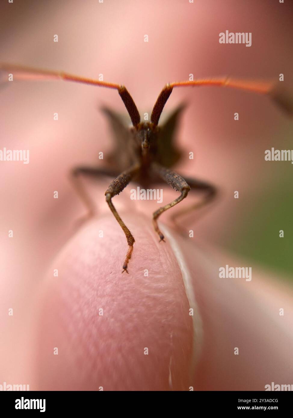 Dock Bug (Coreus marginatus) Insecta Stock Photo - Alamy
