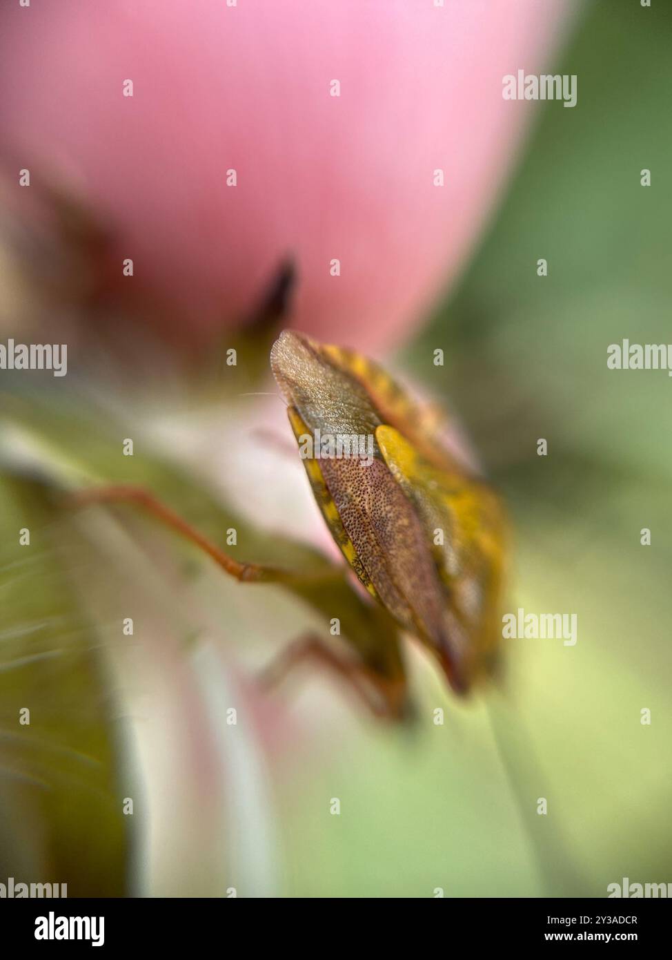 Black-shouldered Shieldbug (Carpocoris purpureipennis) Insecta Stock ...