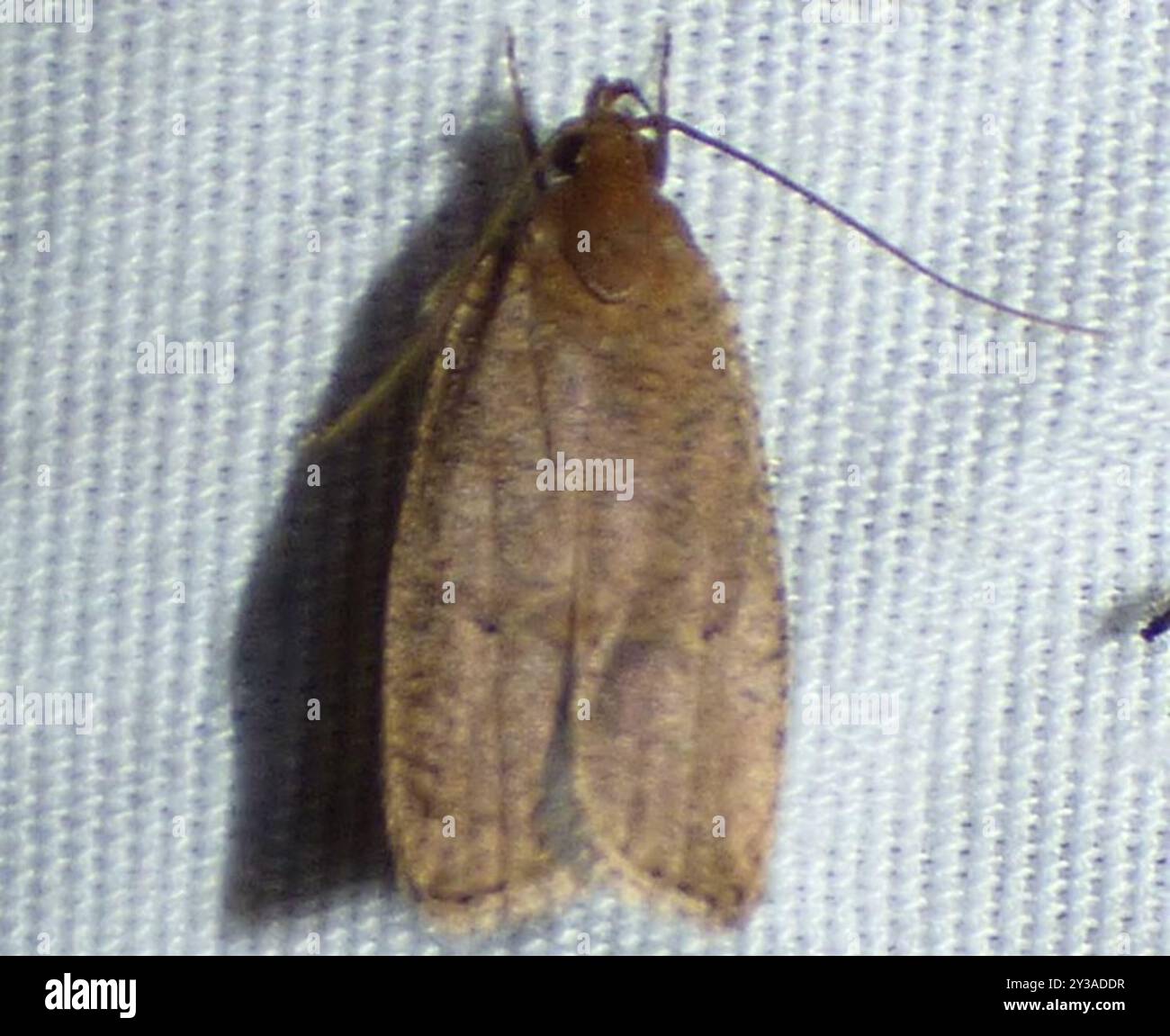Dotted Leaftier Moth (Psilocorsis reflexella) Insecta Stock Photo - Alamy