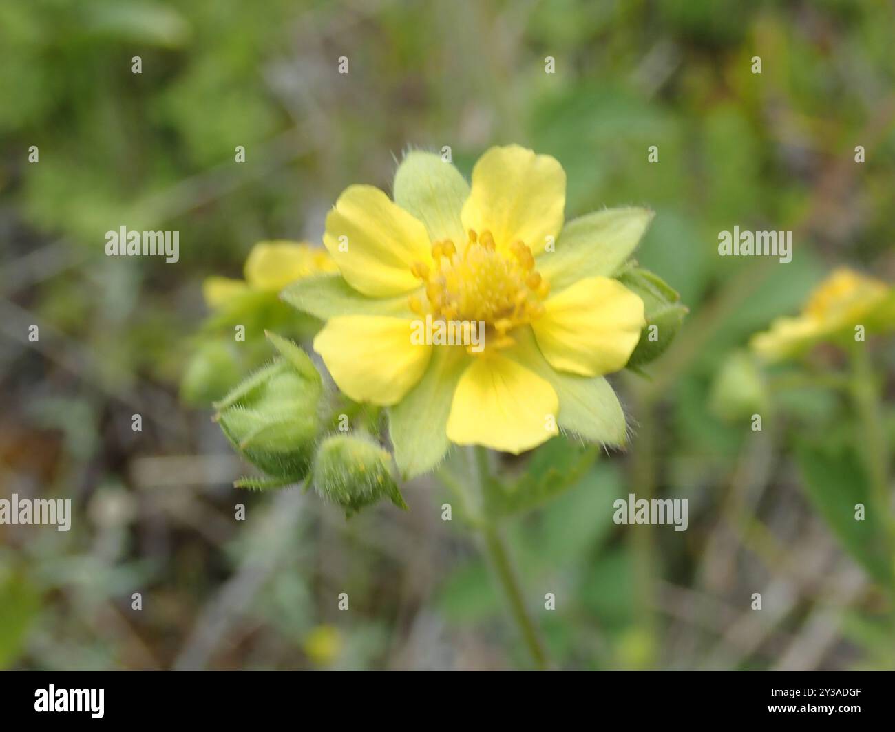 sticky cinquefoil (Drymocallis glandulosa) Plantae Stock Photo - Alamy