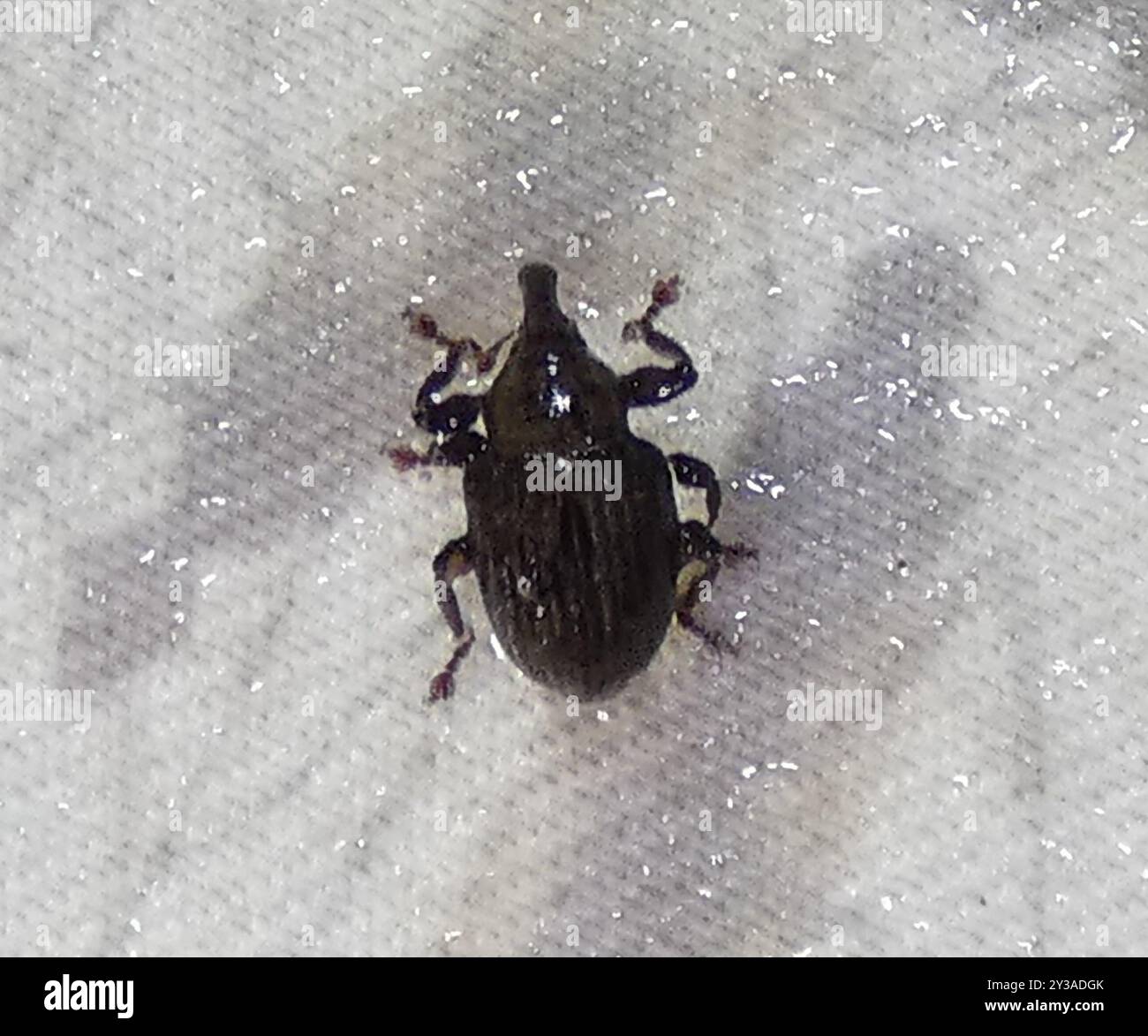 Mottled Waterhyacinth Weevil (Neochetina eichhorniae) Insecta Stock ...