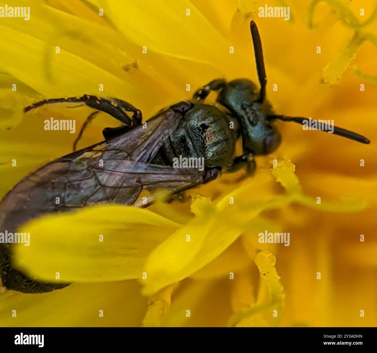 Small Carpenter Bees (Ceratina) Insecta Stock Photo - Alamy