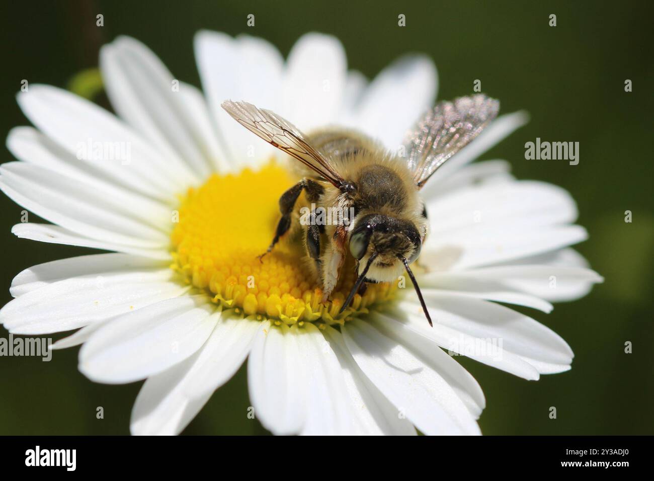 Western Leafcutter Bee (Megachile perihirta) Insecta Stock Photo - Alamy