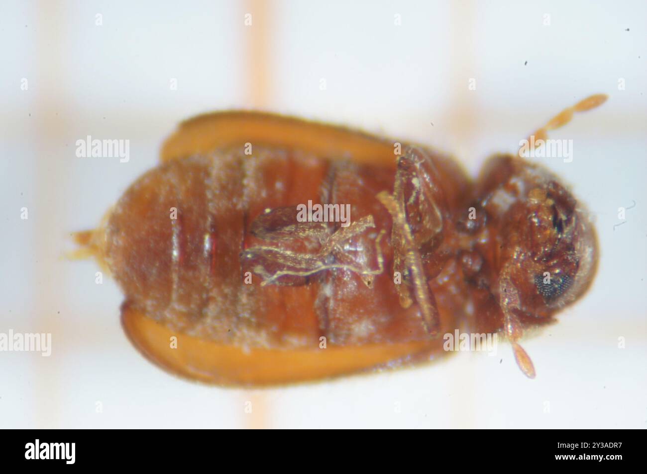 Drugstore Beetle (Stegobium paniceum) Insecta Stock Photo - Alamy