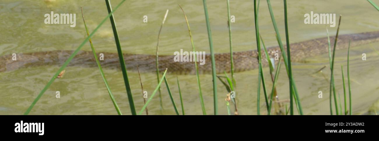Plain-bellied Watersnake (Nerodia erythrogaster) Reptilia Stock Photo ...