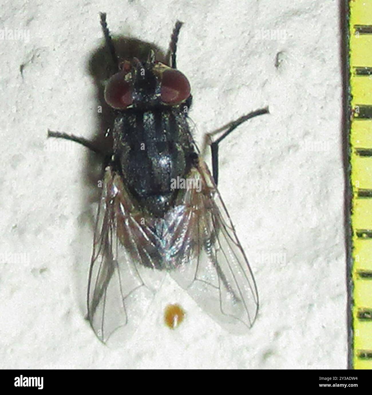 Flies (Diptera) Insecta Stock Photo - Alamy