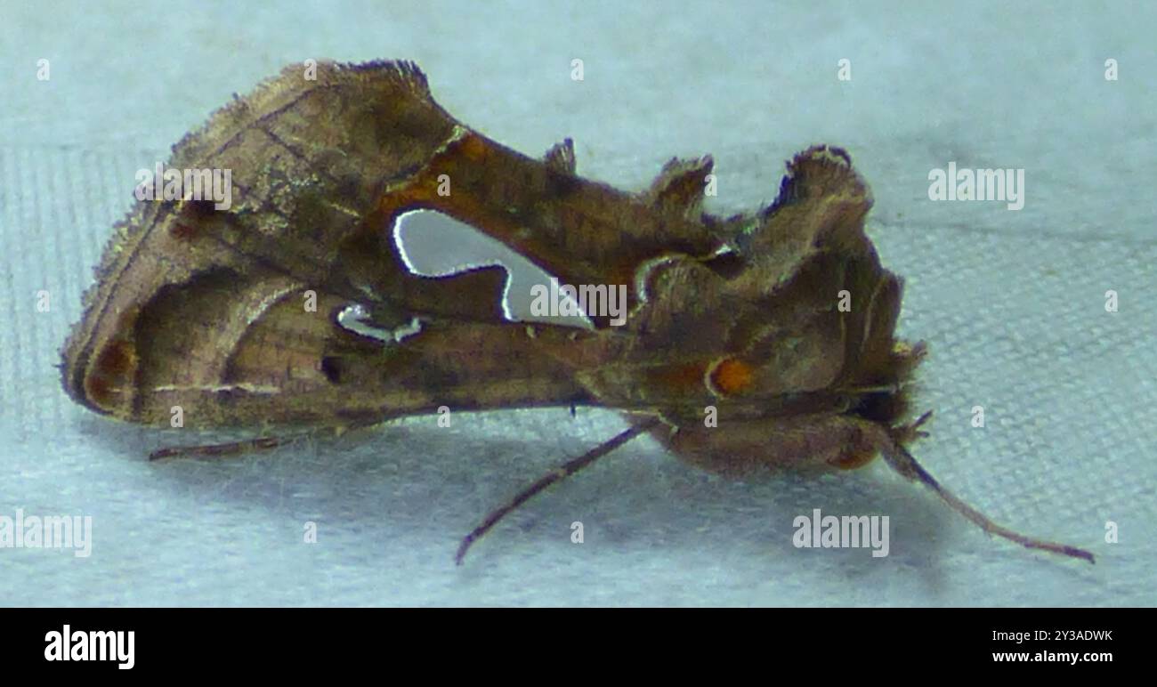 Bilobed Looper Moth (Megalographa biloba) Insecta Stock Photo - Alamy