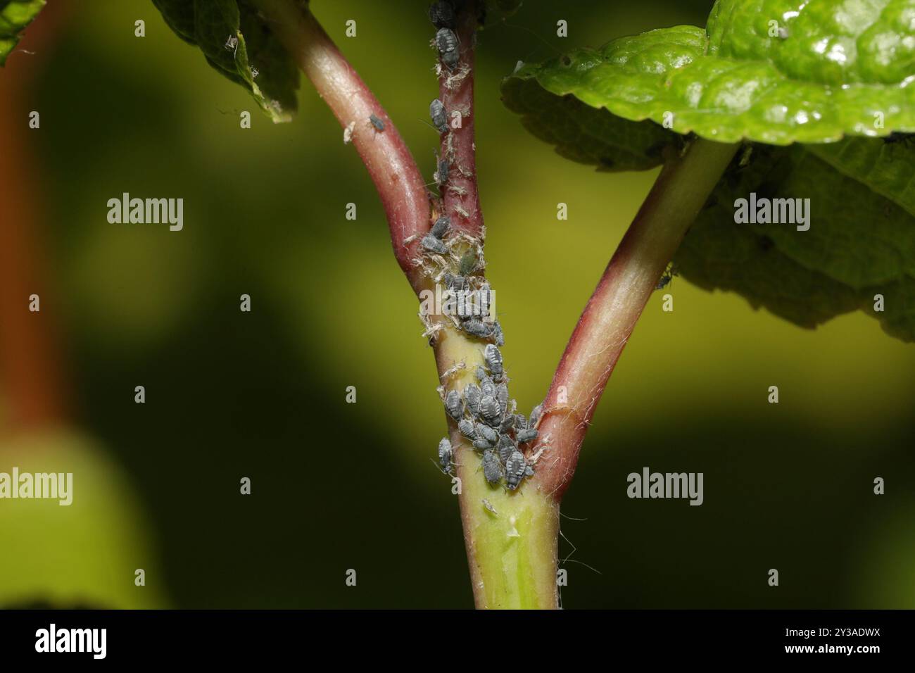 Bird Cherry-oat Aphid (Rhopalosiphum padi) Insecta Stock Photo - Alamy