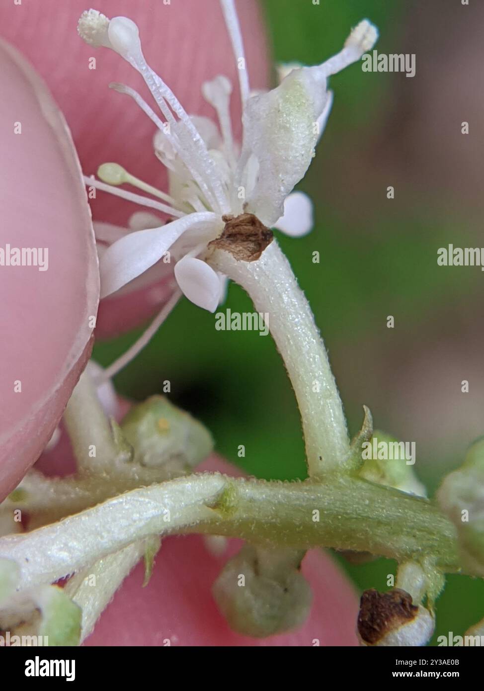 white baneberry (Actaea pachypoda) Plantae Stock Photo - Alamy