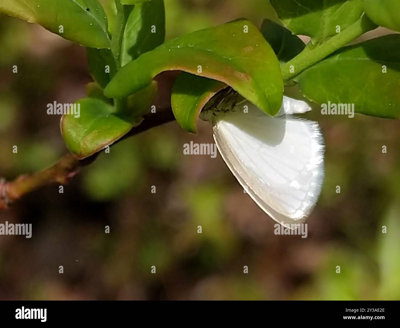 White Spring Moth (Lomographa vestaliata) Insecta Stock Photo - Alamy