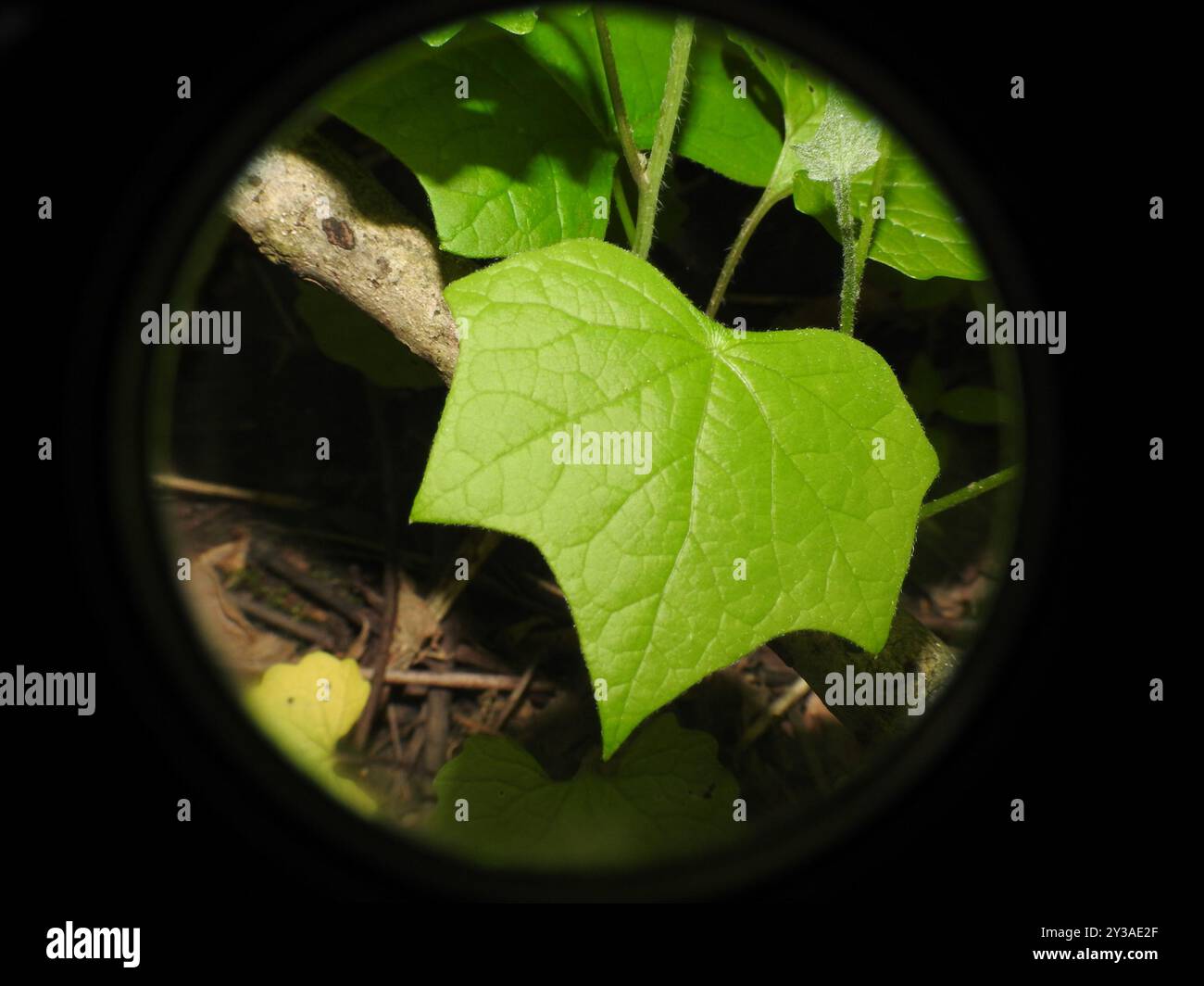 moonseed (Menispermum canadense) Plantae Stock Photo - Alamy