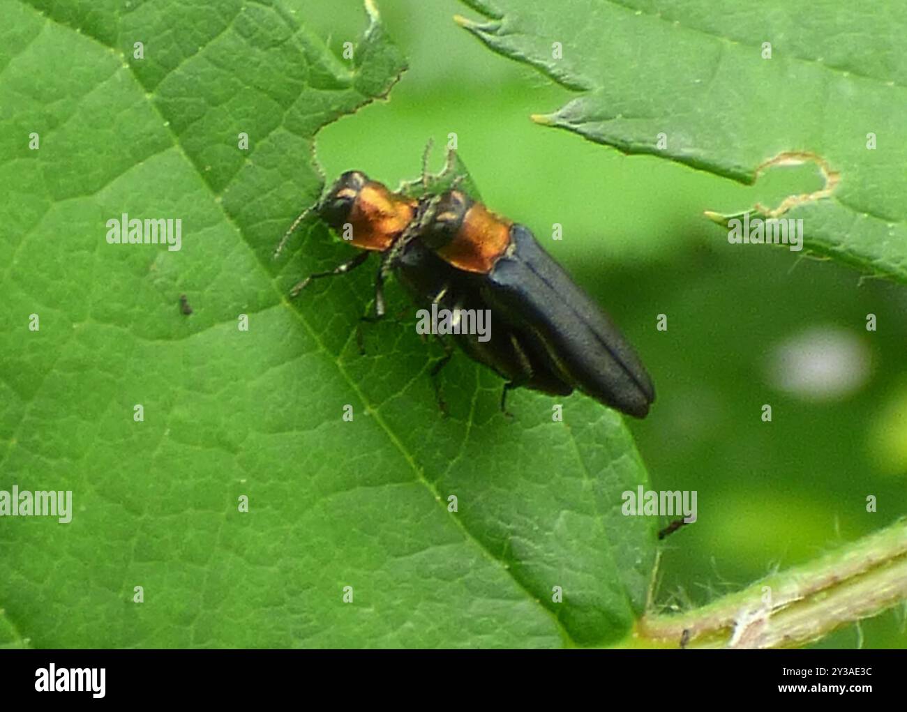 Red-necked Cane Borer Beetle (Agrilus ruficollis) Insecta Stock Photo ...