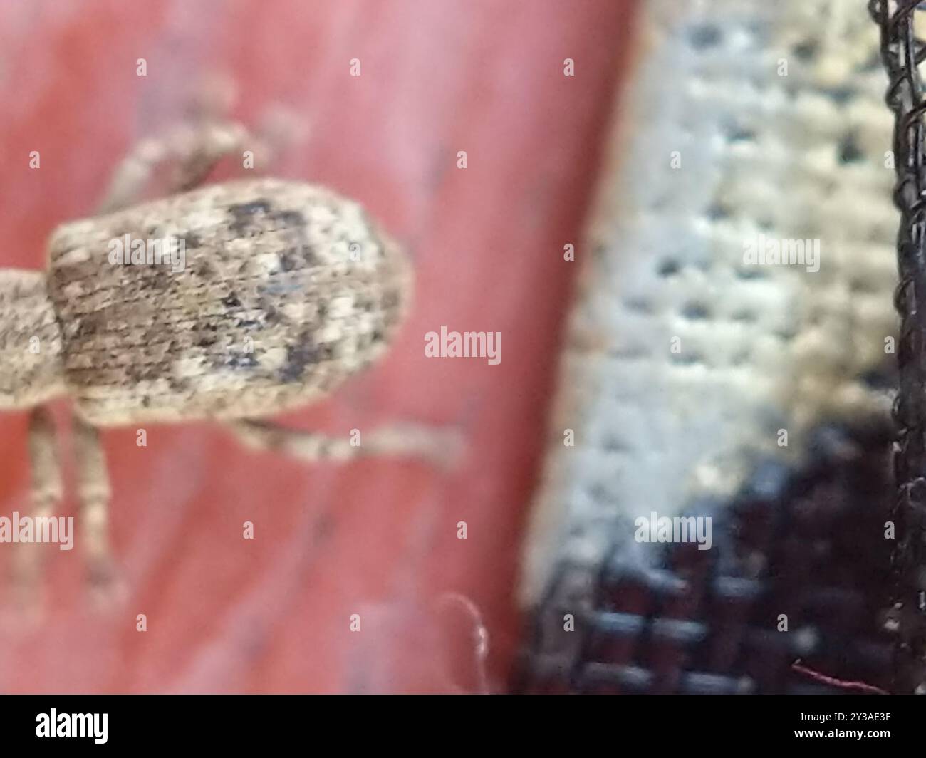 Peach Root Weevil (Pseudoedophrys hilleri) Insecta Stock Photo - Alamy