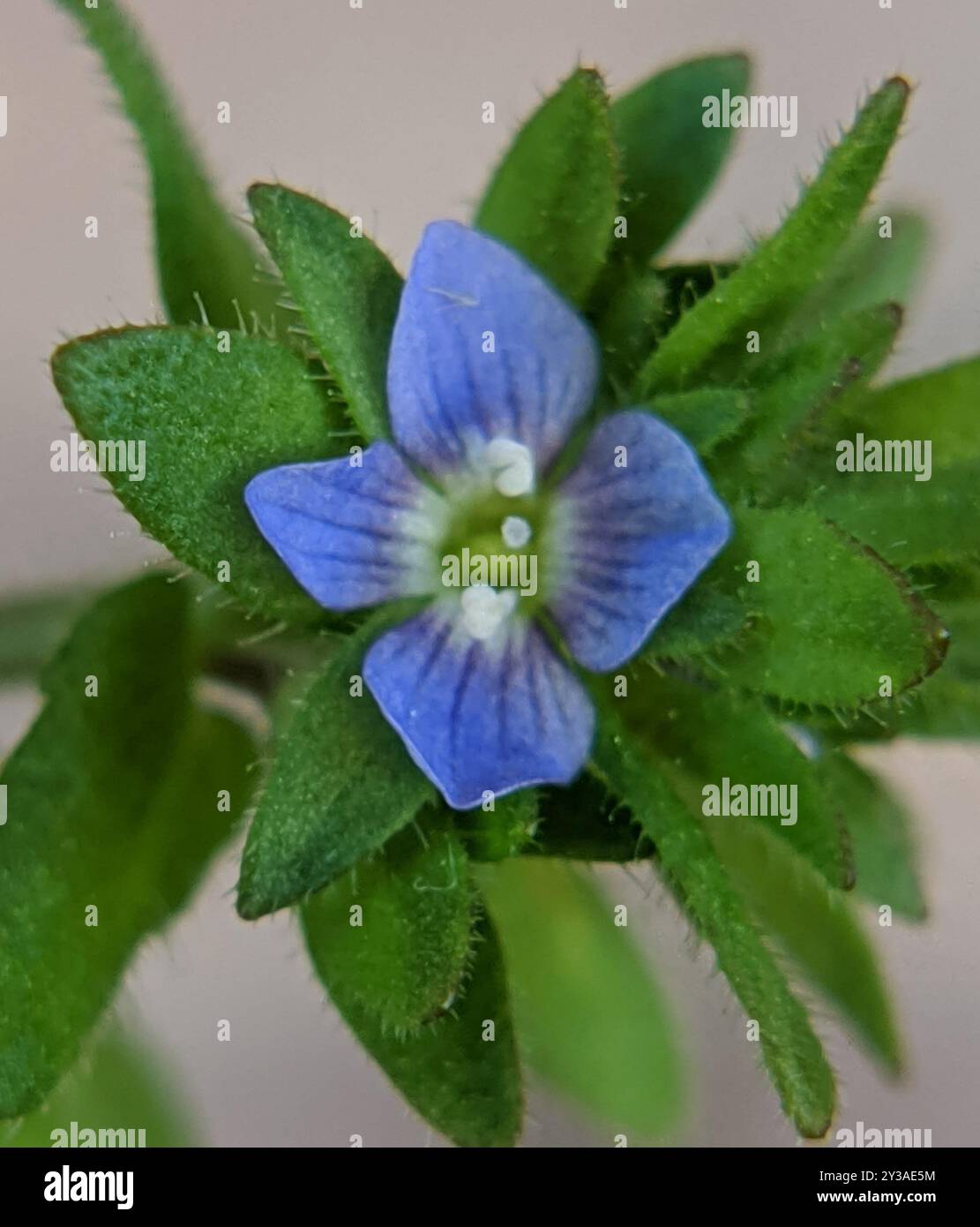 corn speedwell (Veronica arvensis) Plantae Stock Photo - Alamy