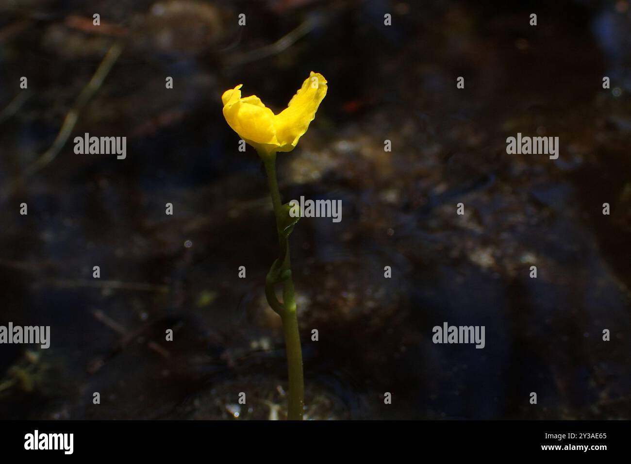 Small Swollen Bladderwort (Utricularia radiata) Plantae Stock Photo - Alamy