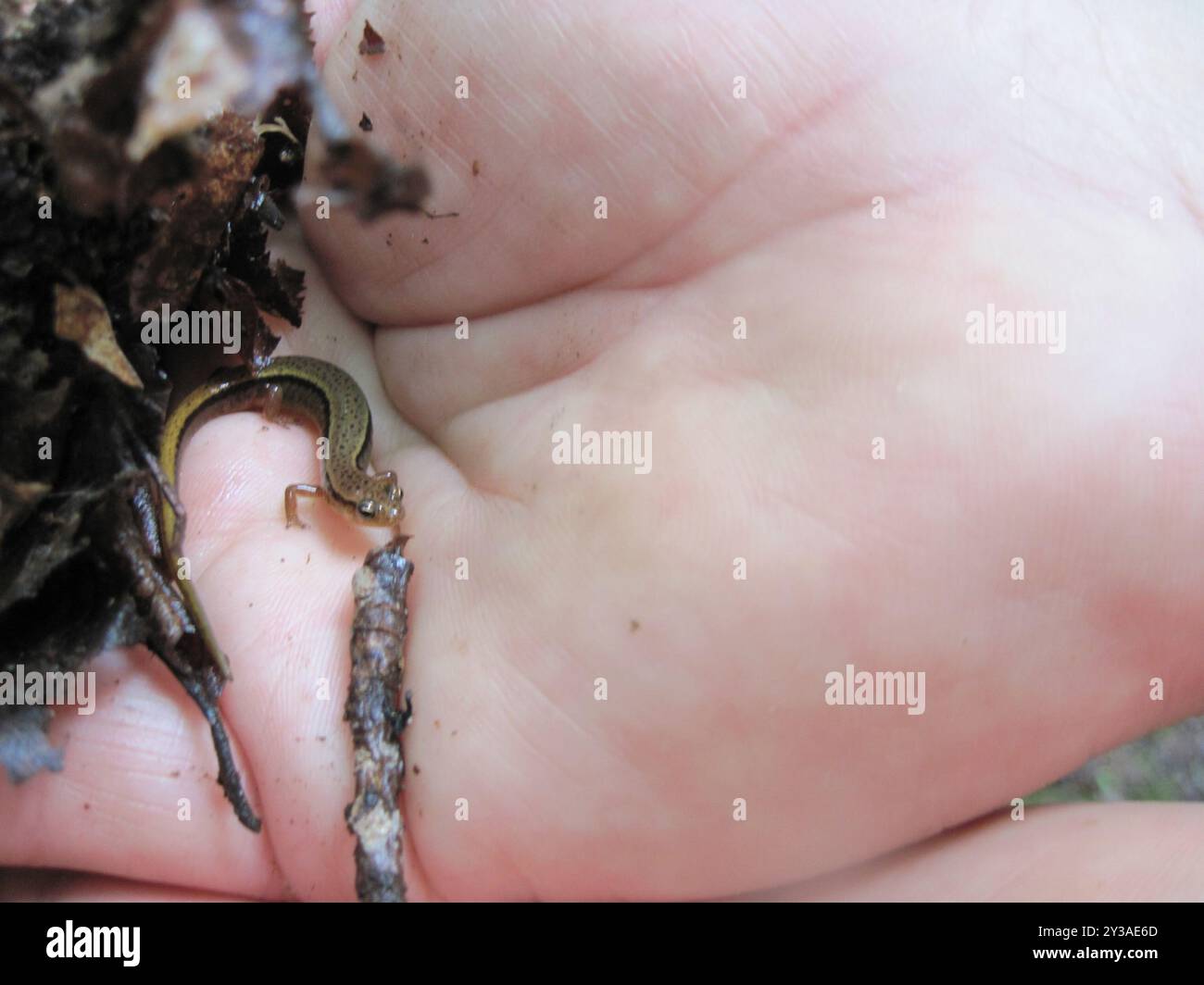Blue Ridge Two-lined Salamander (Eurycea wilderae) Amphibia Stock Photo ...