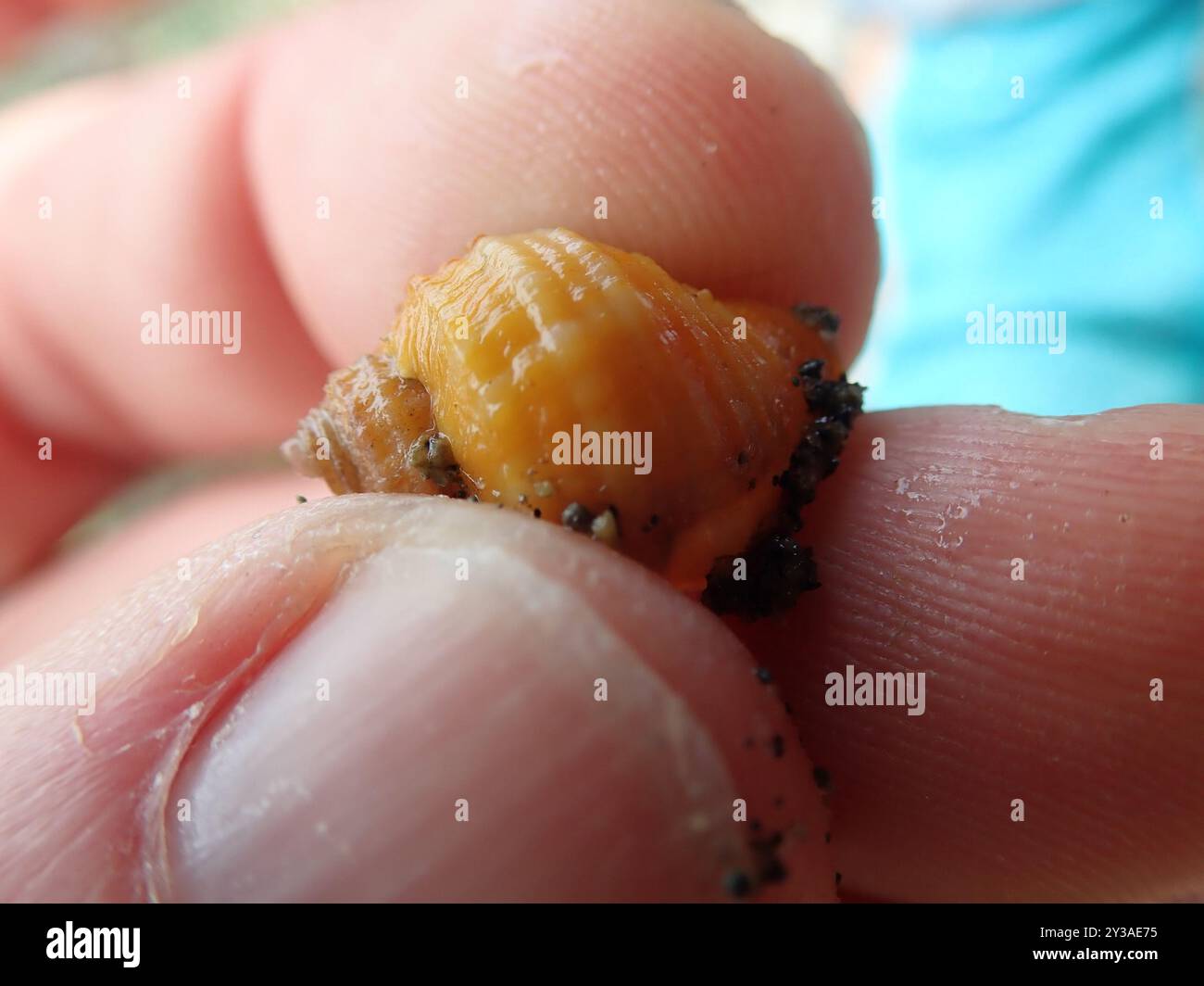 Striped Dogwinkle (Nucella ostrina) Mollusca Stock Photo - Alamy