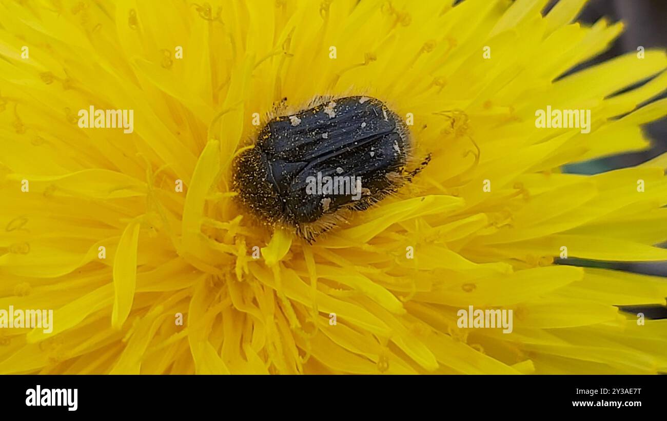 Apple Blossom Beetle (Tropinota hirta) Insecta Stock Photo - Alamy