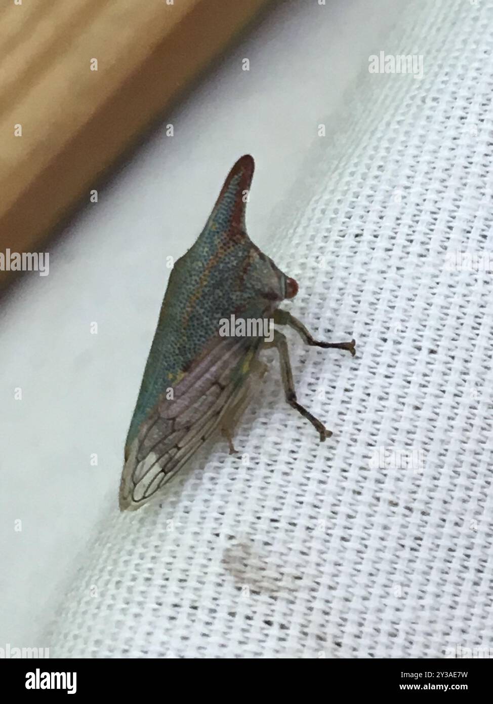 Oak Treehopper (Platycotis vittata) Insecta Stock Photo - Alamy