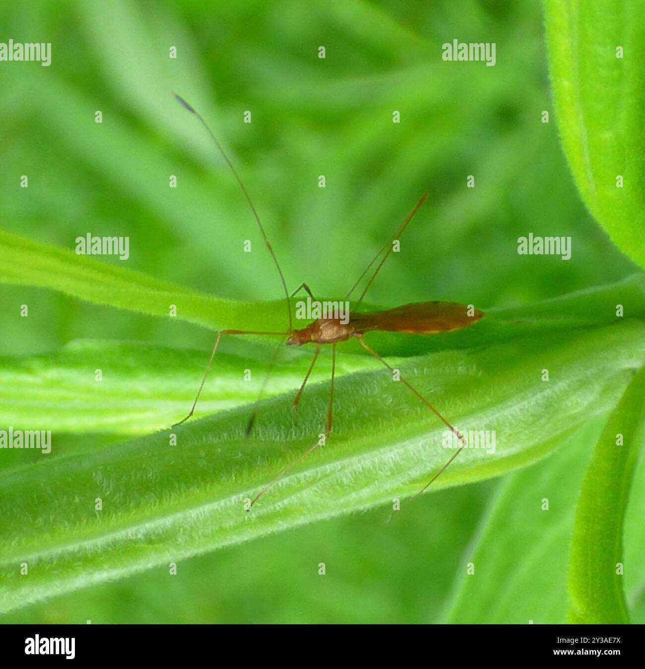 Stilt Bugs (Berytidae) Insecta Stock Photo - Alamy