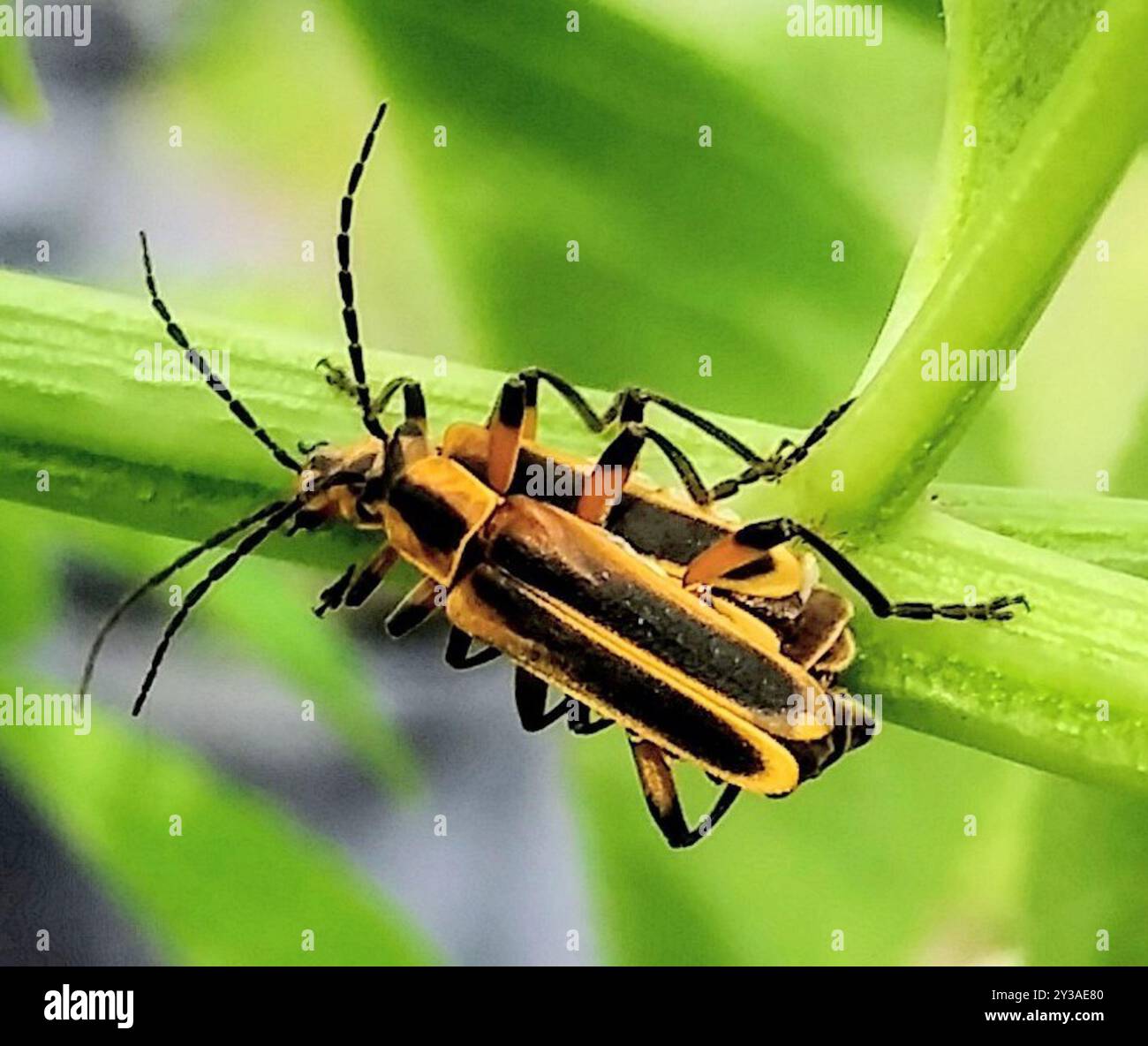 Margined Leatherwing Beetle (Chauliognathus marginatus) Insecta Stock ...