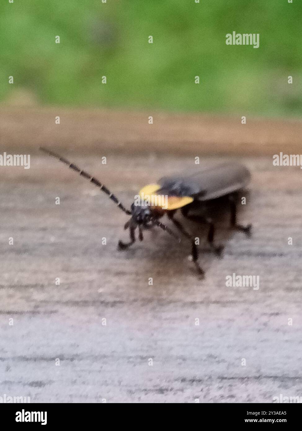 typical fireflies (Lampyrinae) Insecta Stock Photo - Alamy