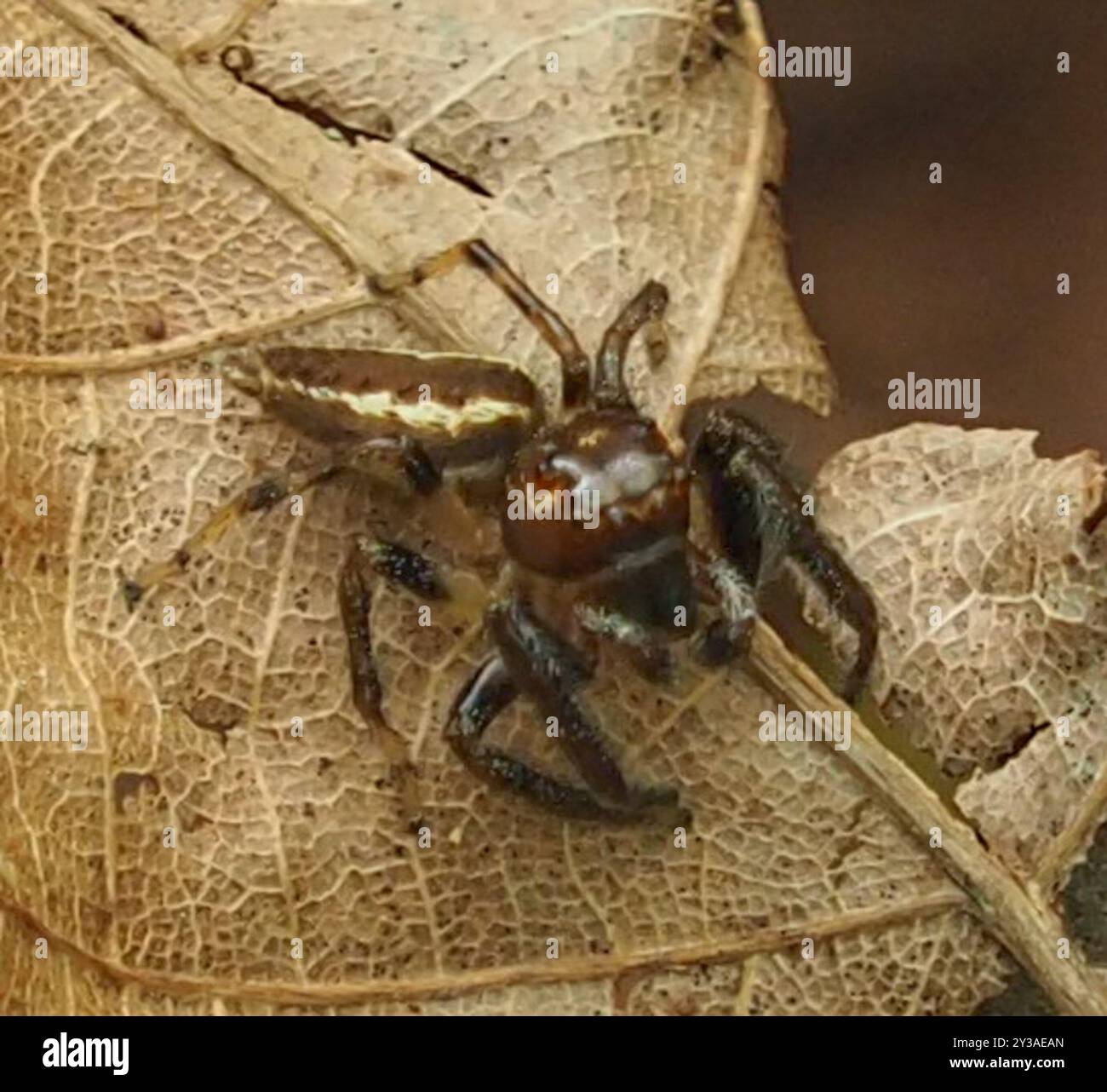 Sylvan Jumping Spider (Colonus sylvanus) Arachnida Stock Photo - Alamy