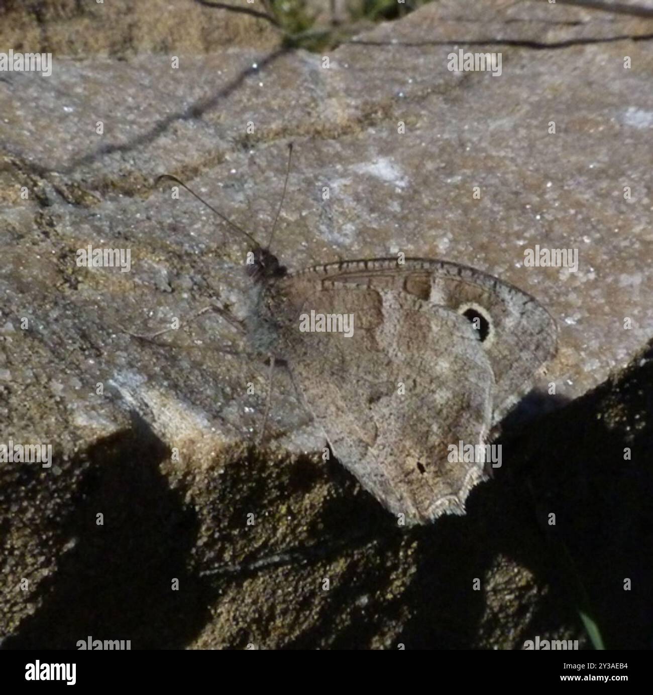 Tree Grayling (Hipparchia statilinus) Insecta Stock Photo - Alamy