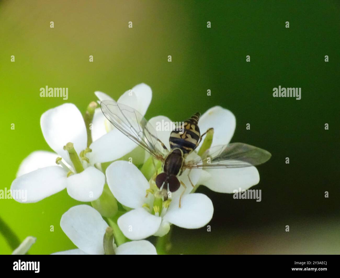 Eastern Calligrapher (Toxomerus geminatus) Insecta Stock Photo - Alamy
