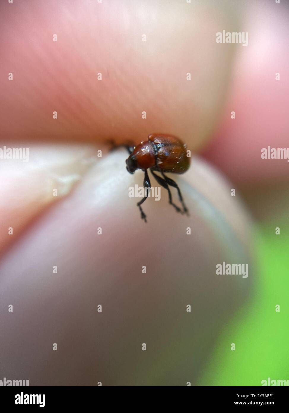 Oak leaf-roller (Attelabus nitens) Insecta Stock Photo - Alamy