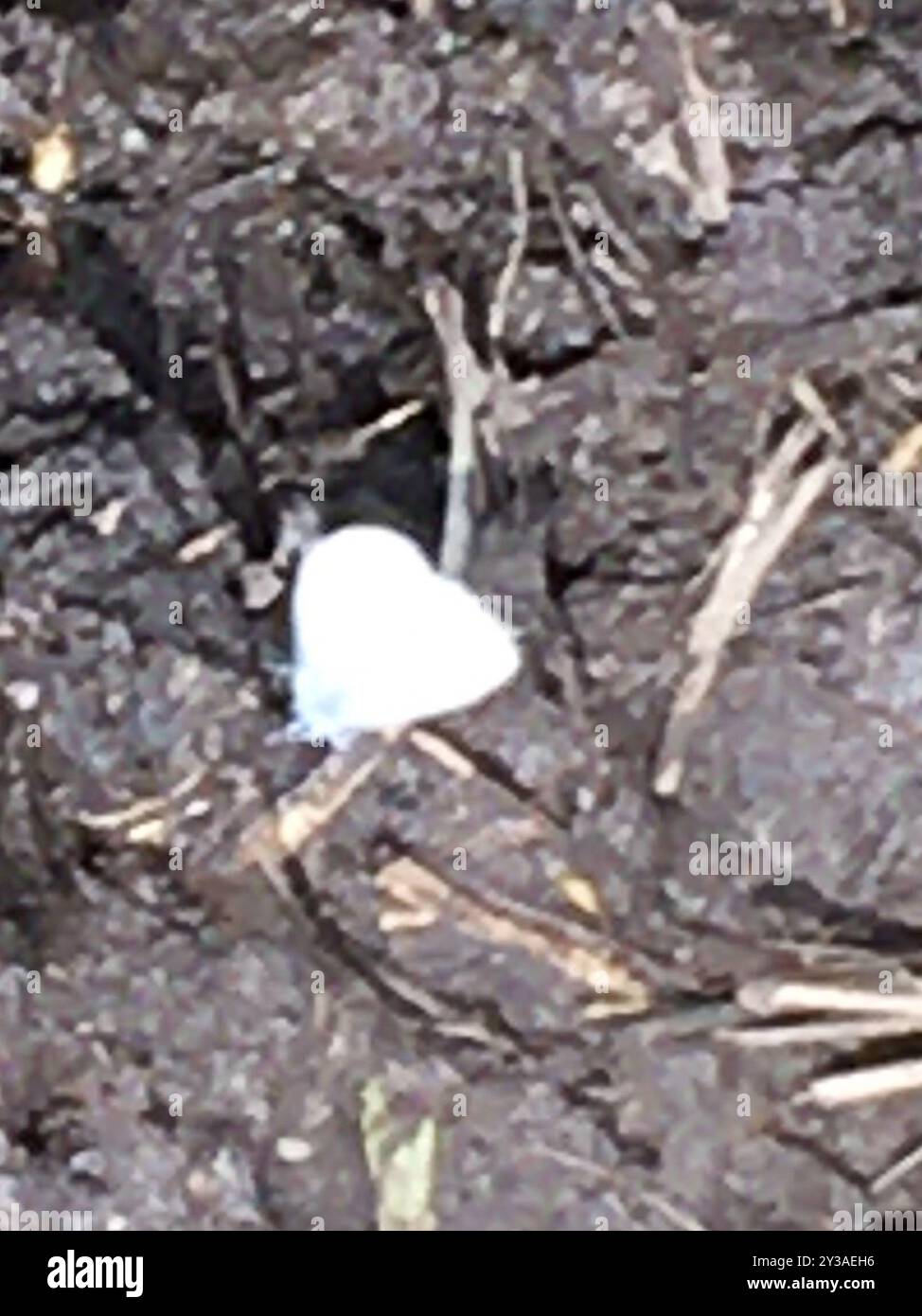 Echo Azure (Celastrina echo) Insecta Stock Photo - Alamy