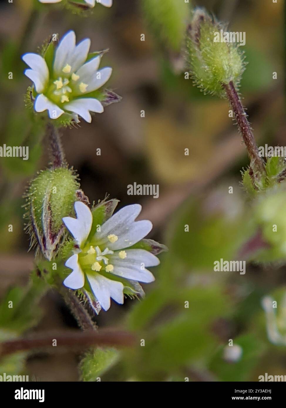 Dwarf Mouse-ear (Cerastium pumilum) Plantae Stock Photo - Alamy