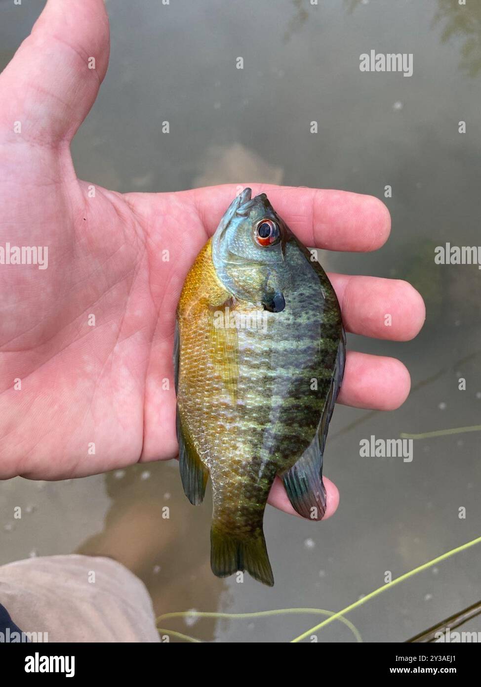 Bluegill (Lepomis macrochirus) Actinopterygii Stock Photo - Alamy